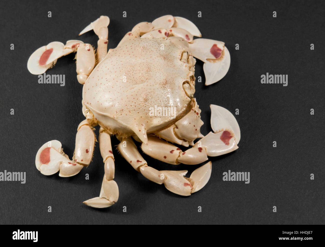 Crabe de lune Banque de photographies et d’images à haute résolution ...