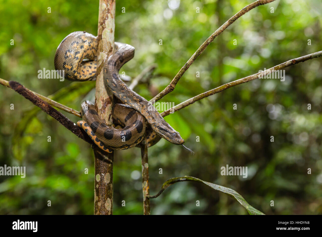 A wild green anaconda eunectes murinus Banque de photographies et d ...