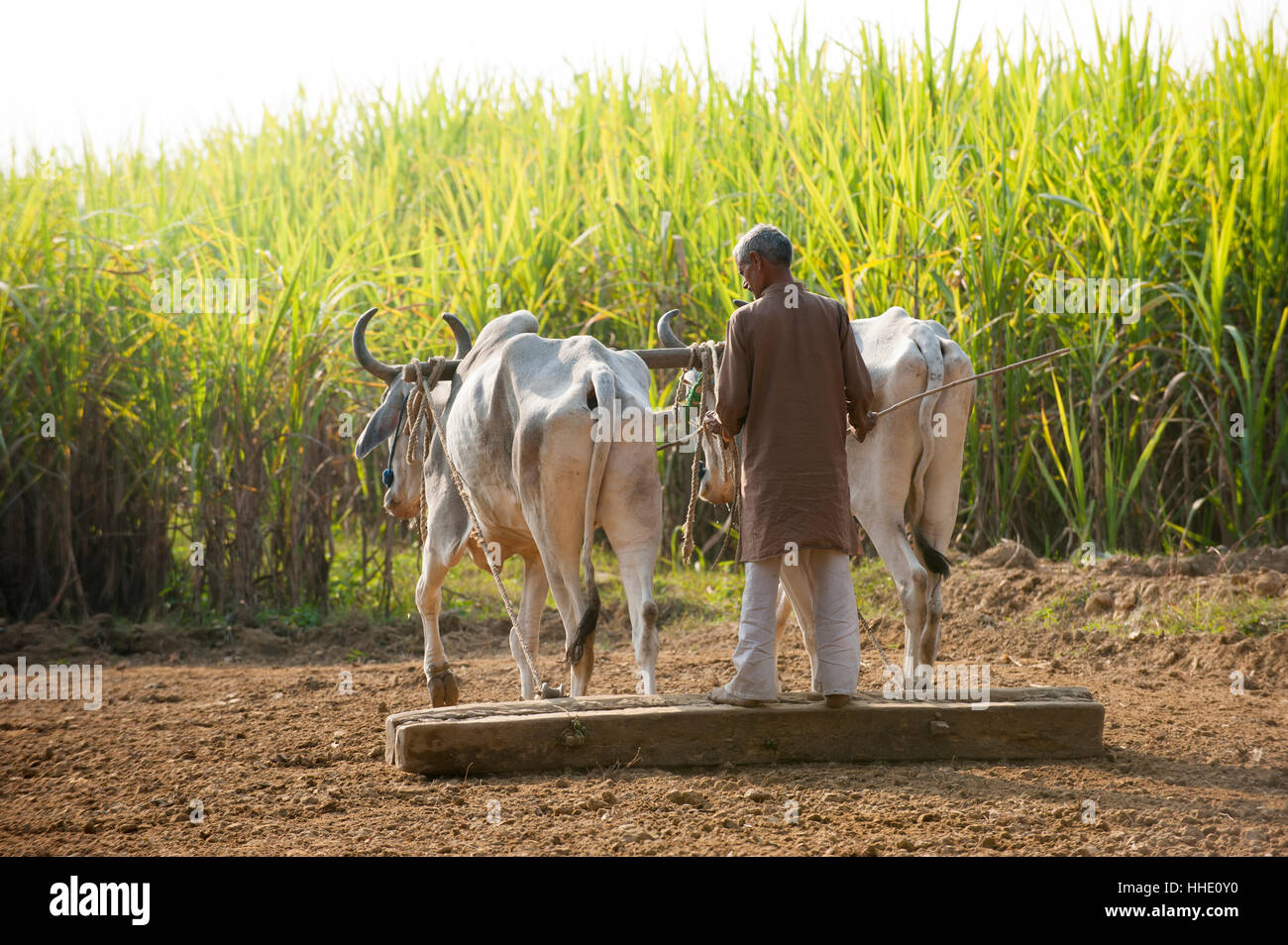 Homme labourant des champs Banque de photographies et d’images à haute ...