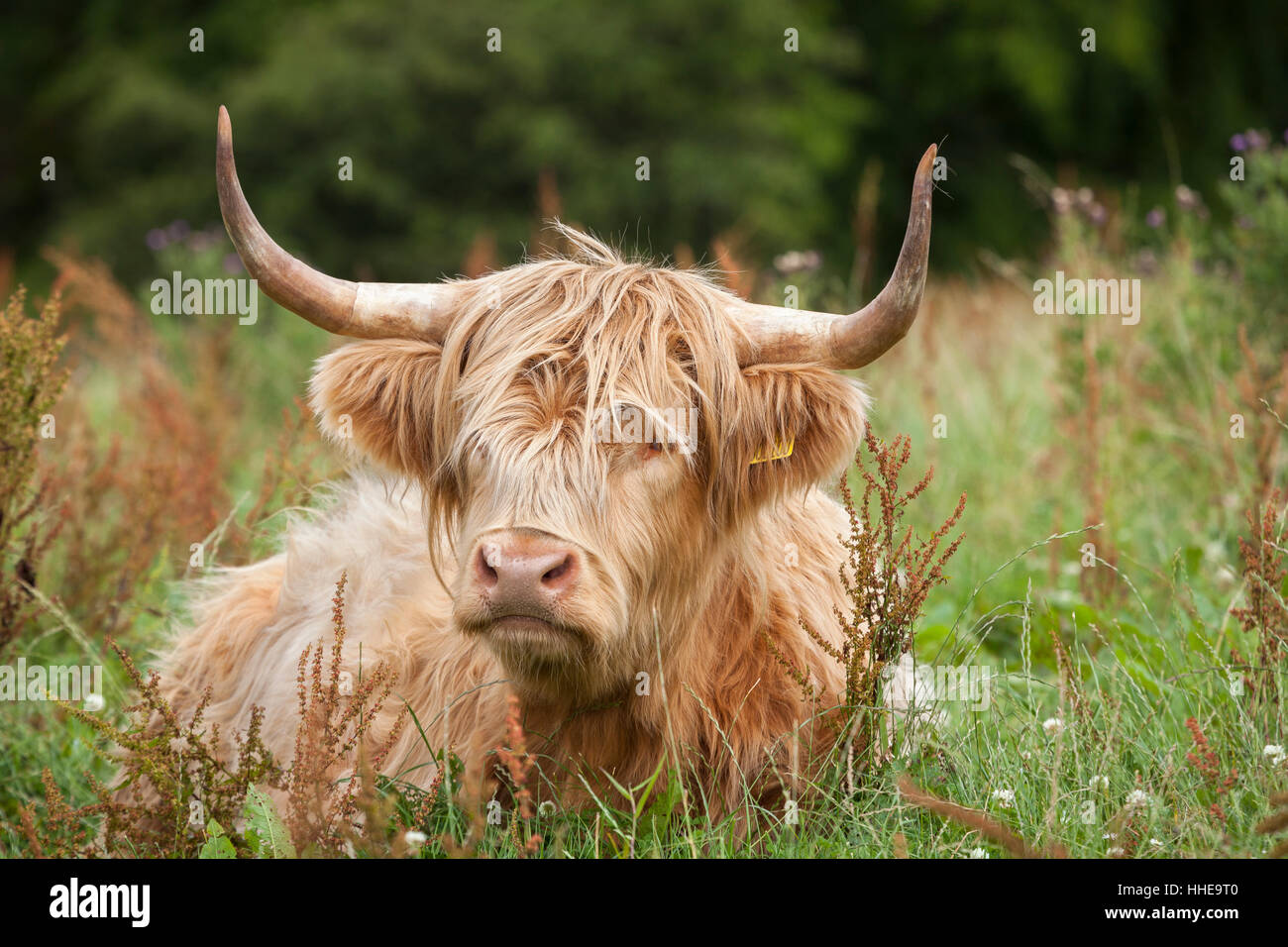 Vache Écossaise Banque d'image et photos - Alamy