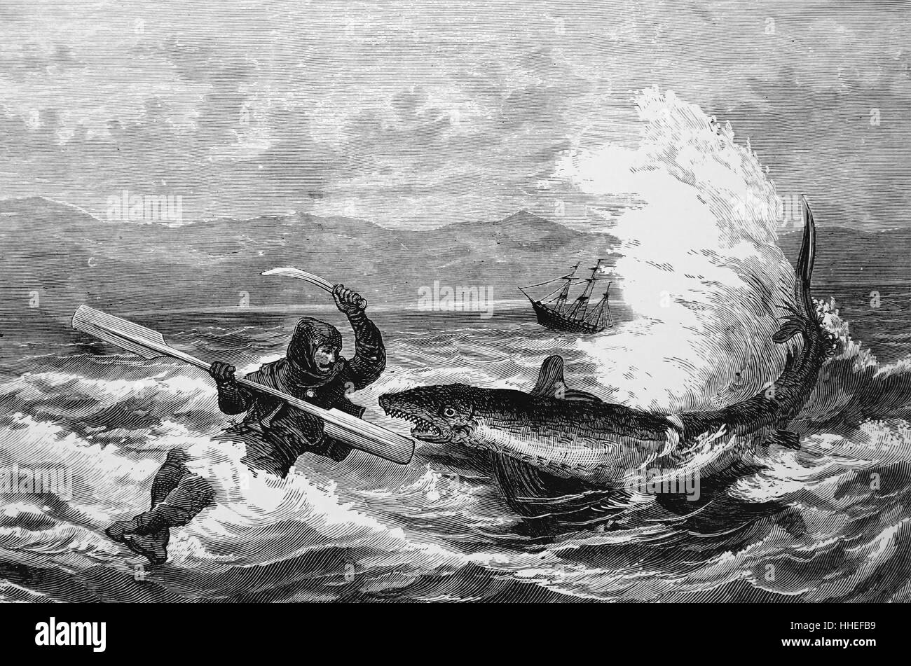 Le poisson capitaine Banque de photographies et d’images à haute ...