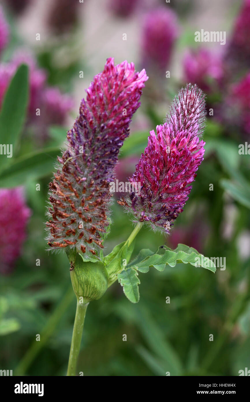 Trifolium rubens Banque de photographies et d’images à haute résolution ...