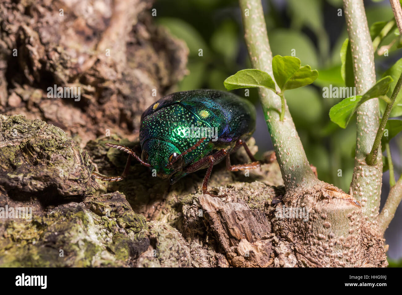 Sternocera ruficornis Banque de photographies et d’images à haute ...