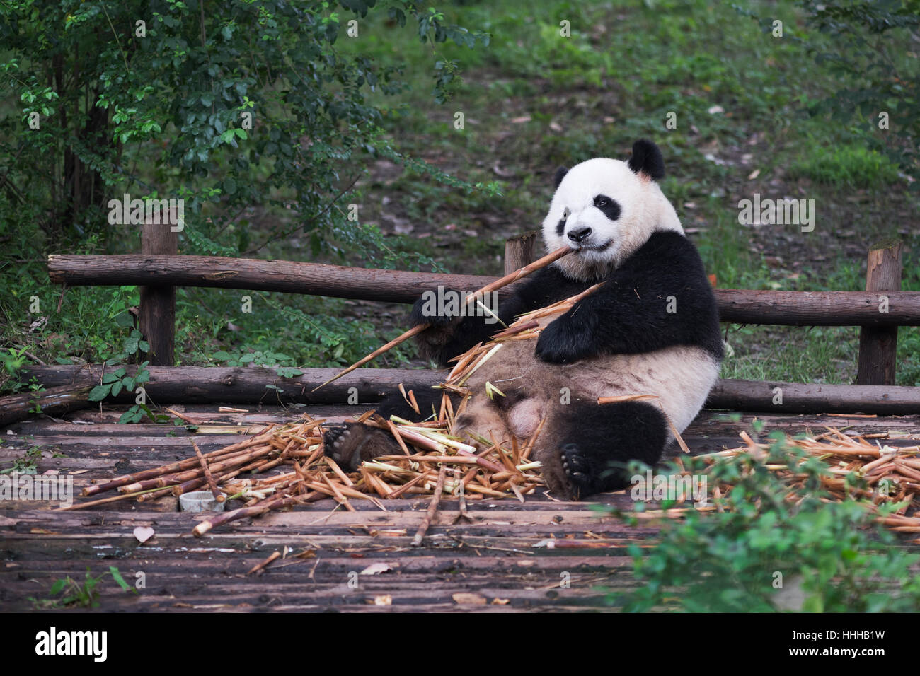 Panda qui mange du bambou Banque de photographies et d’images à haute ...