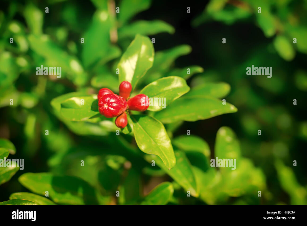 Fleur de grenadier Banque de photographies et d’images à haute ...