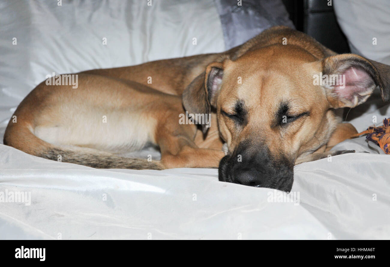 Chien sur la couette Banque de photographies et d’images à haute ...