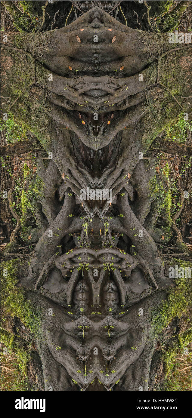 Image de la masse racinaire a fusionné avec son image inversée pour ...