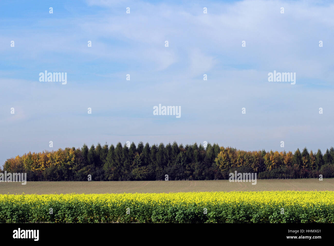 Arbre, arbres, coloré, pittoresque, magnifique, richement colorés ...