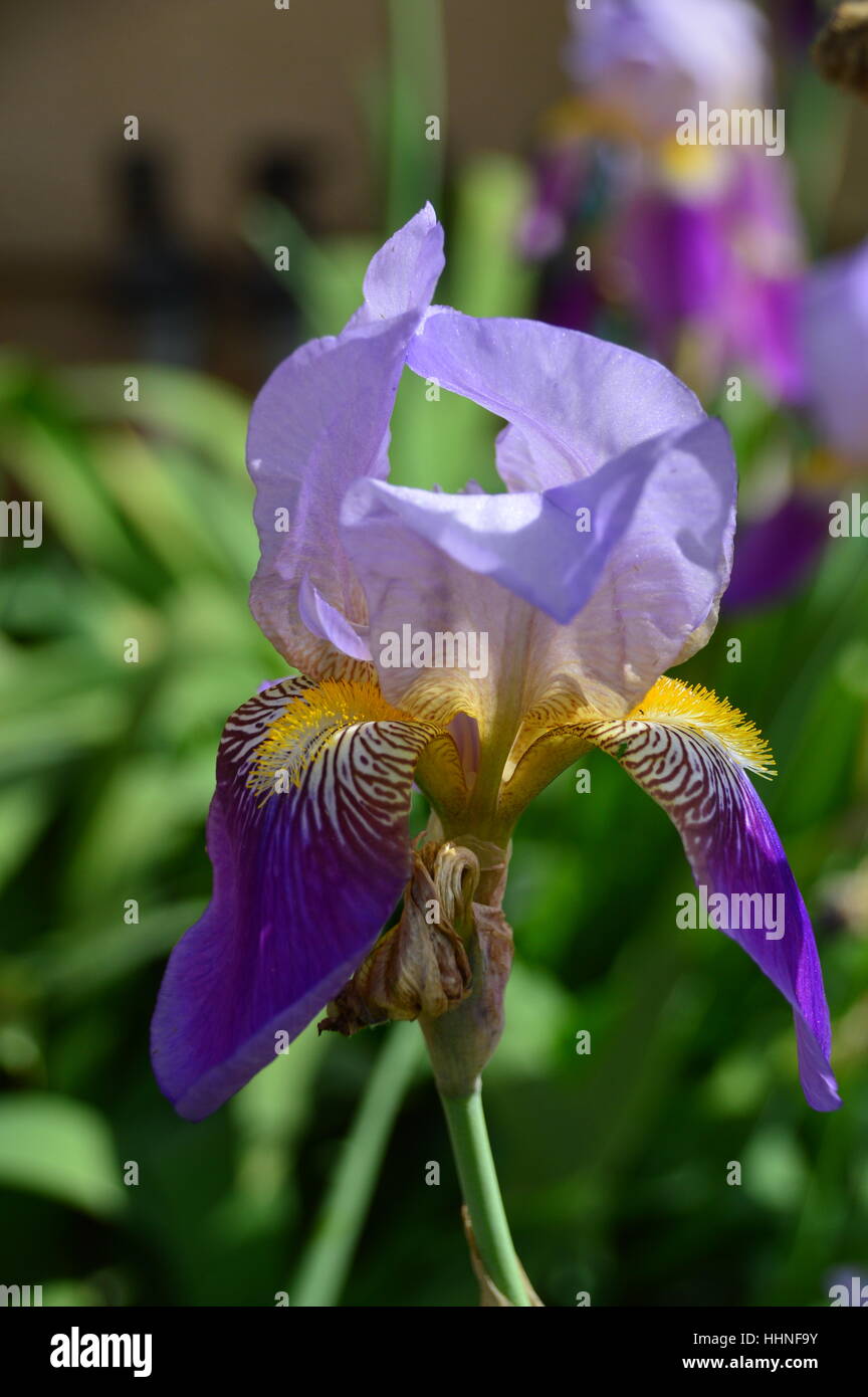 Iris simple Banque de photographies et d’images à haute résolution - Alamy