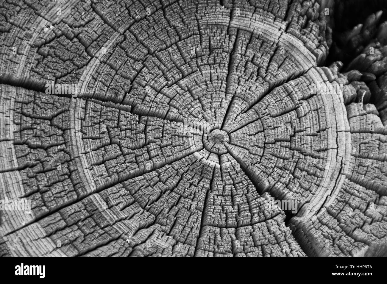 Rotten log Banque de photographies et d’images à haute résolution - Alamy