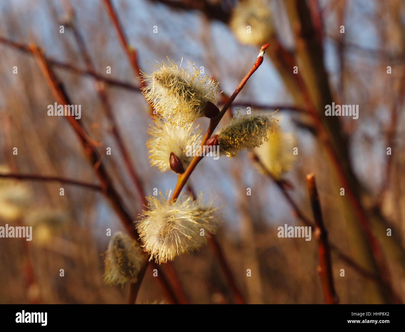 Chaton d'arbuste de saule Banque de photographies et d’images à haute ...