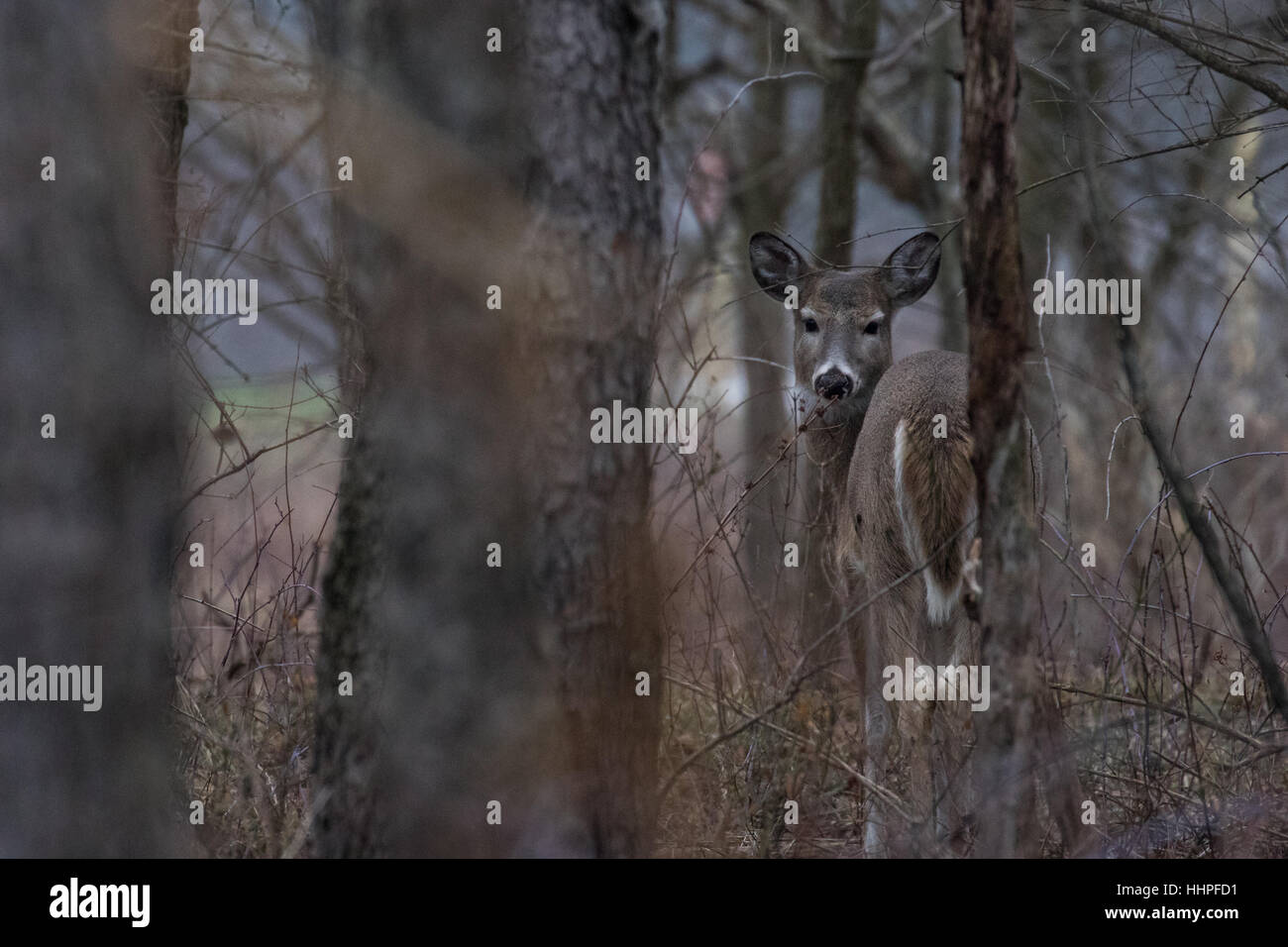 White tailed deer doe Banque de photographies et d’images à haute ...
