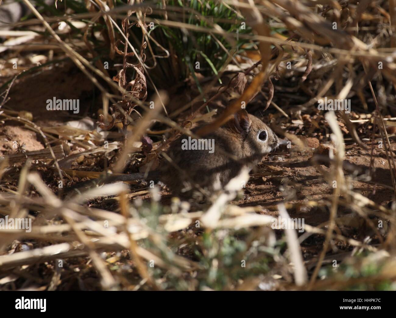 Musaraigne de l'éléphant Banque de photographies et d’images à haute ...