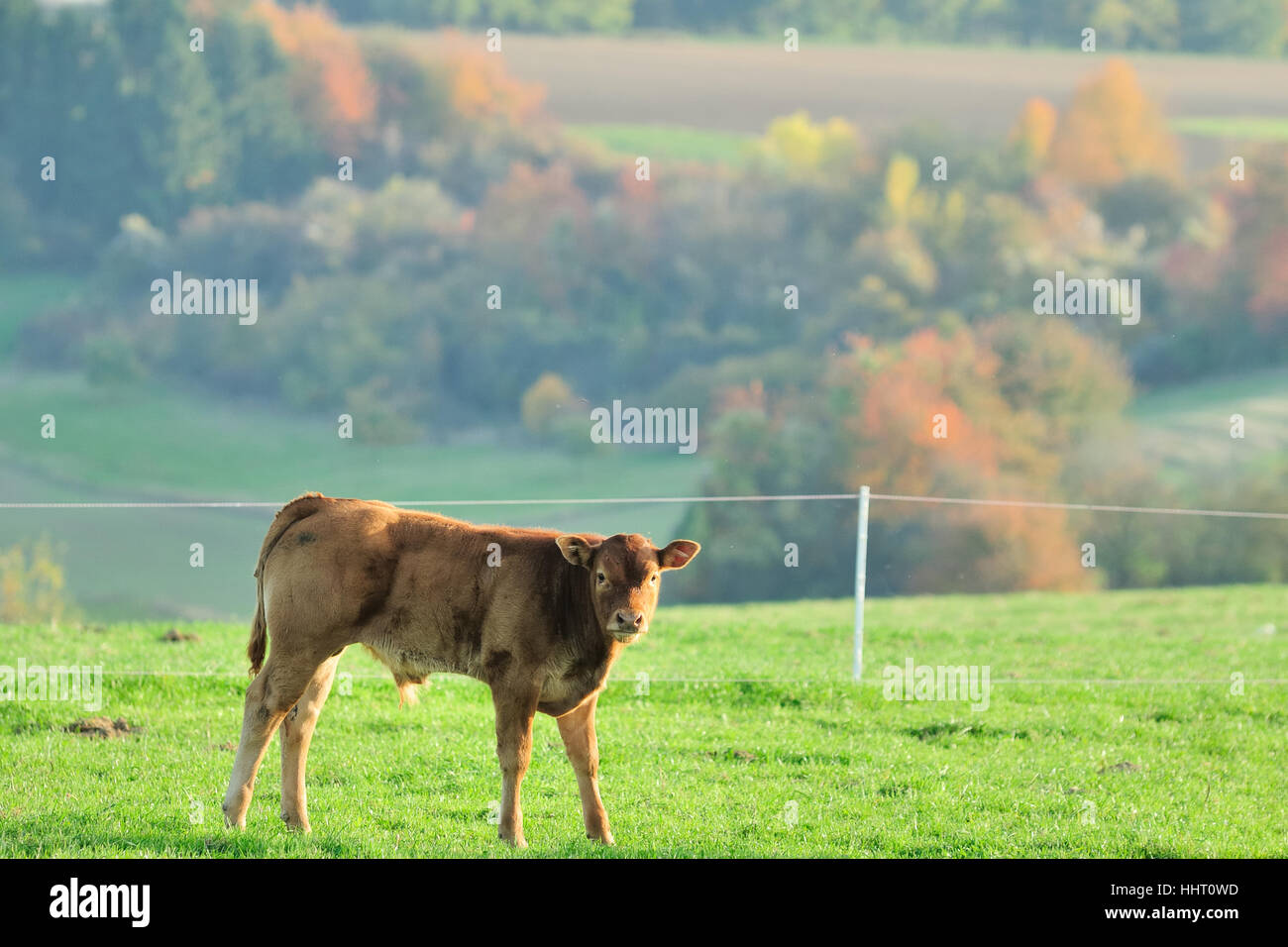 Taureau, vache, bovins, vaches, bovins, arbre, arbres, vert, brun, brun ...