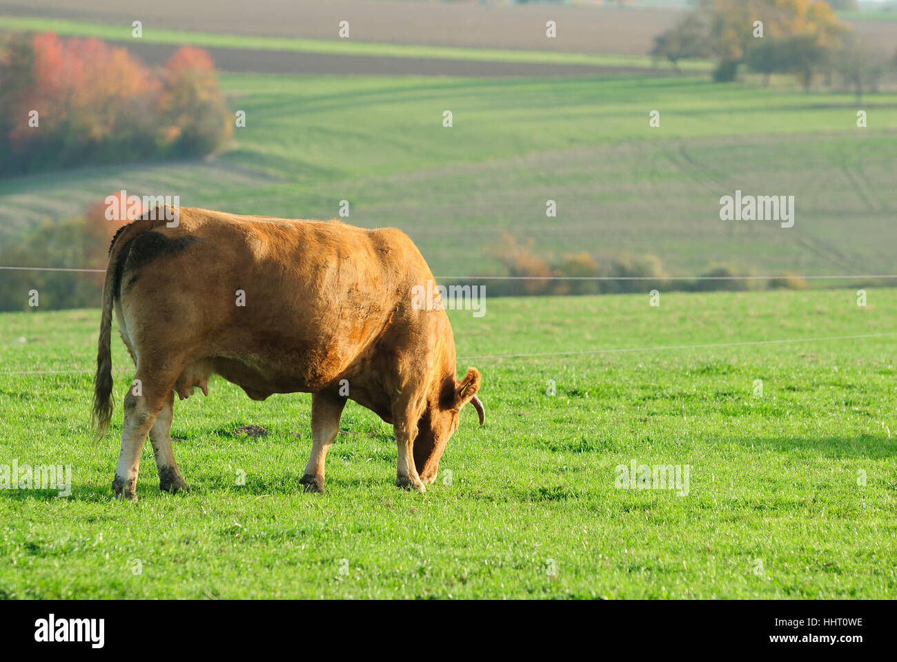Taureau, vache, bovins, vaches, bovins, arbre, arbres, vert, brun, brun ...