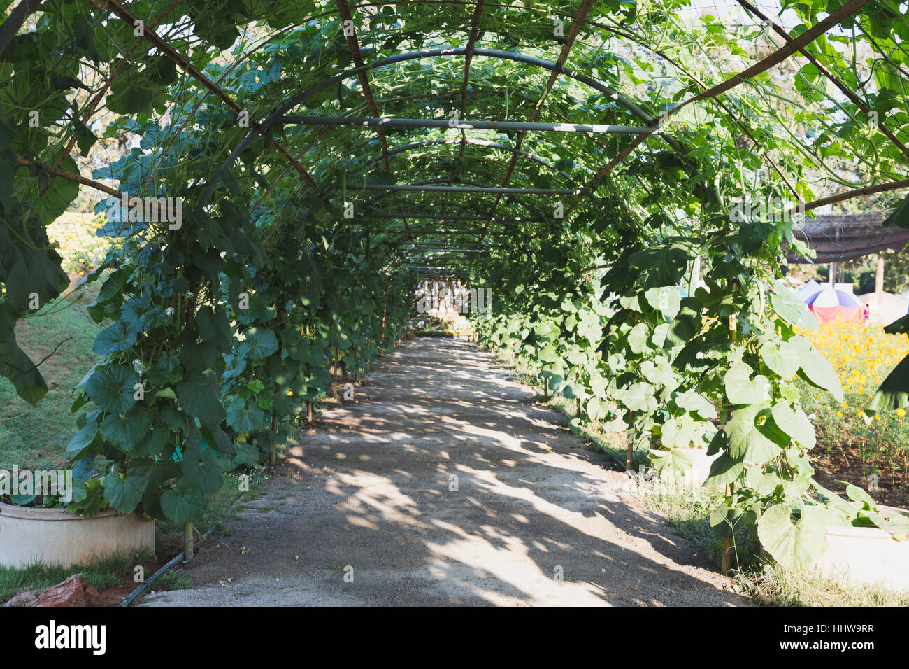 Calebasse, gourde, gourde, gourde fleurie Fleurs blanc gourd, fruits et ...