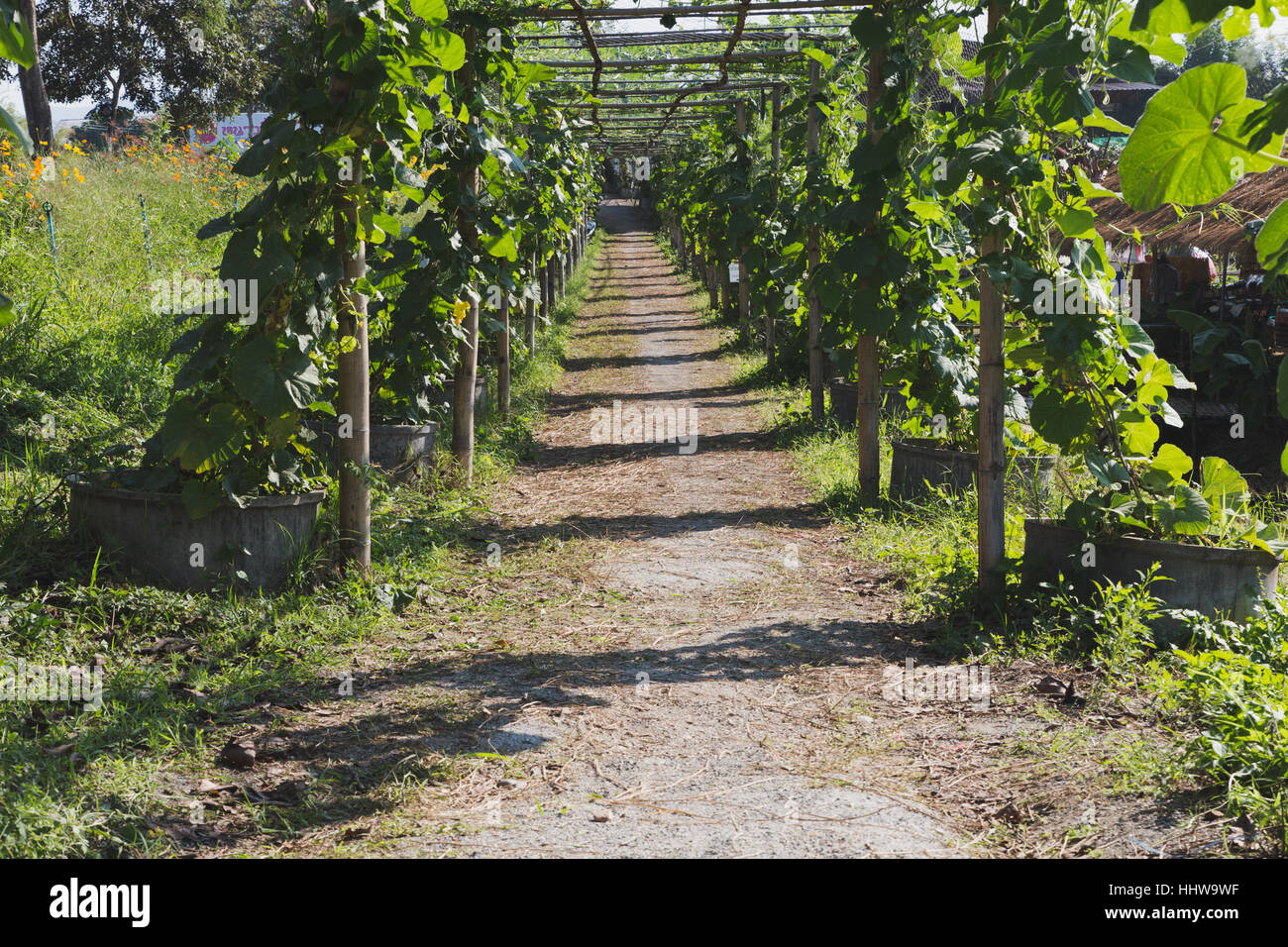 Calebasse, gourde, gourde, gourde fleurie Fleurs blanc gourd, fruits et ...