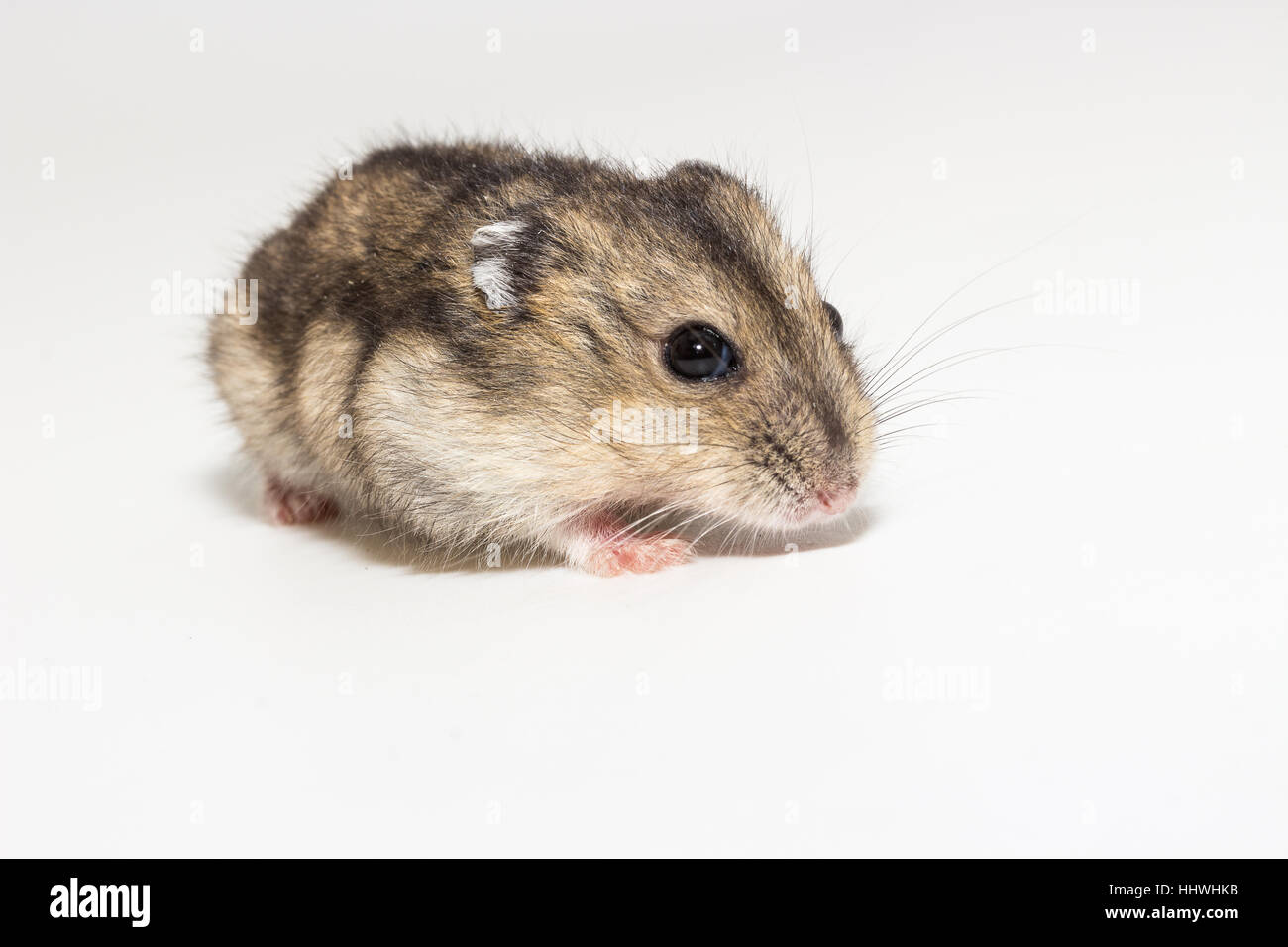 Hamster mignon Banque de photographies et d’images à haute résolution ...