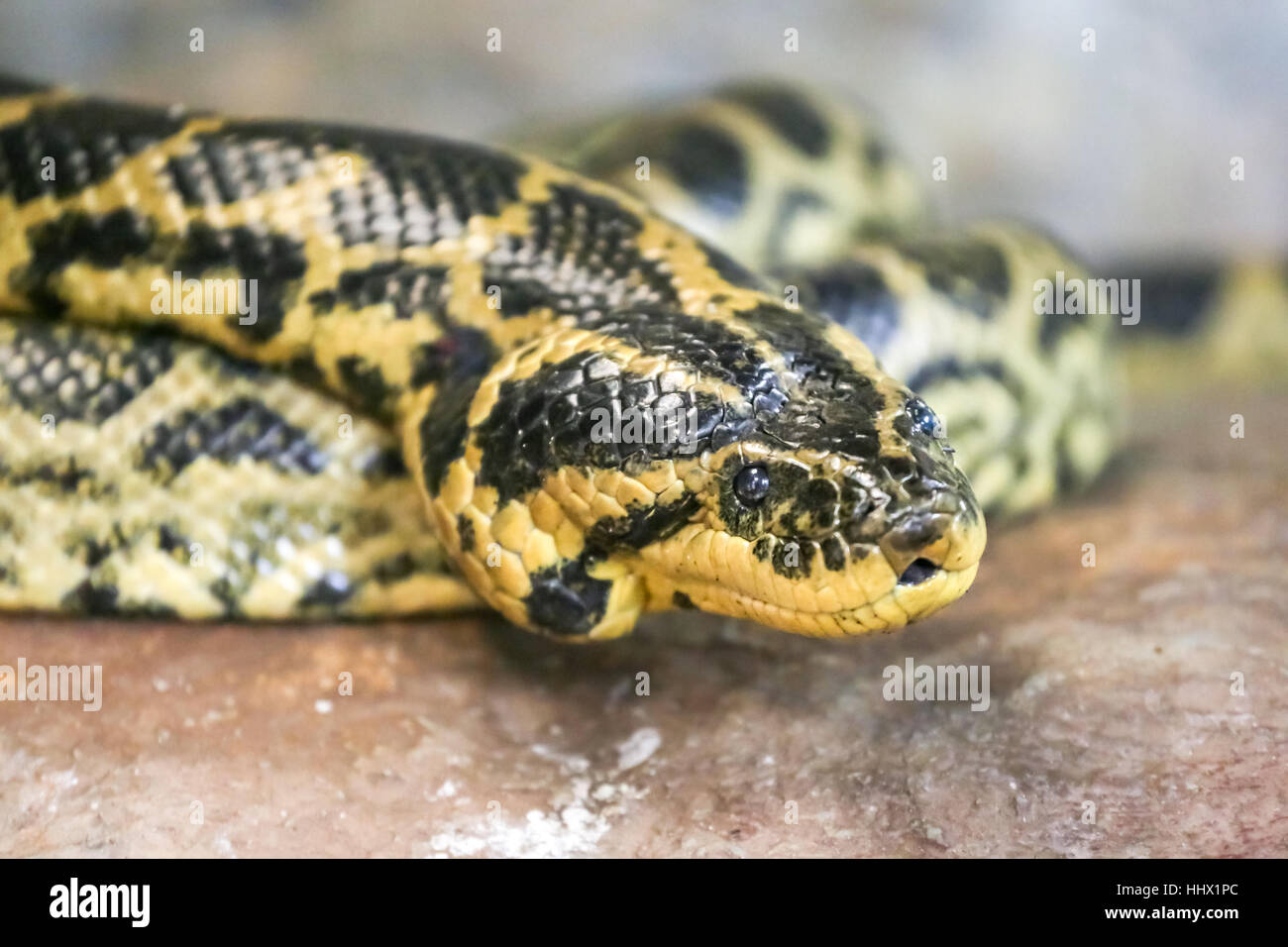 Fatal venom Banque de photographies et d’images à haute résolution - Alamy