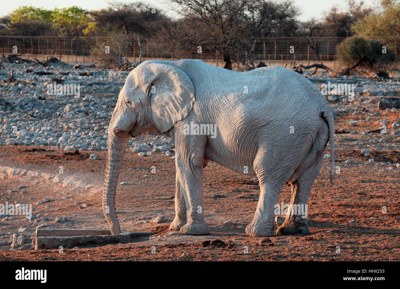 Weisser elefant Banque de photographies et d’images à haute résolution ...