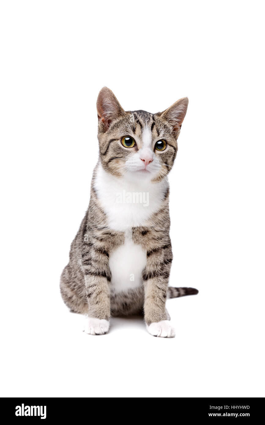 Chat assis de face Banque de photographies et d’images à haute ...