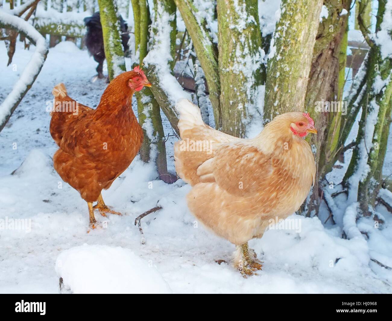 La neige, de l'agriculture, de coke, de cocaïne, de matériel, d'une ...