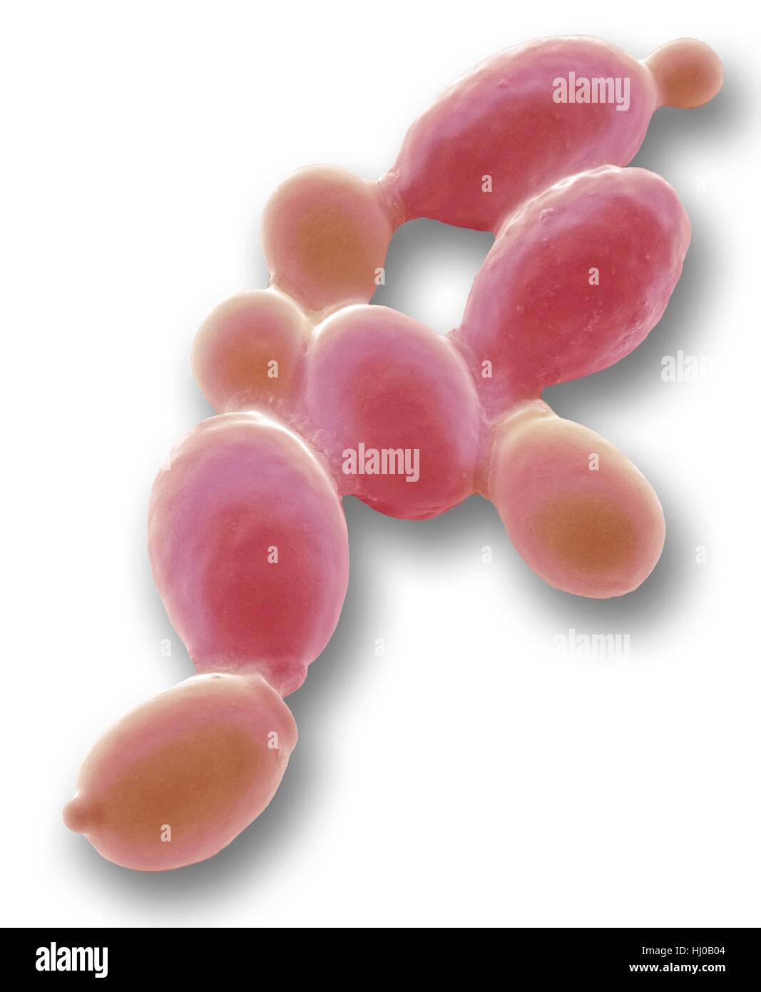 Les cellules de levure. Couleur de l'analyse des électrons ...