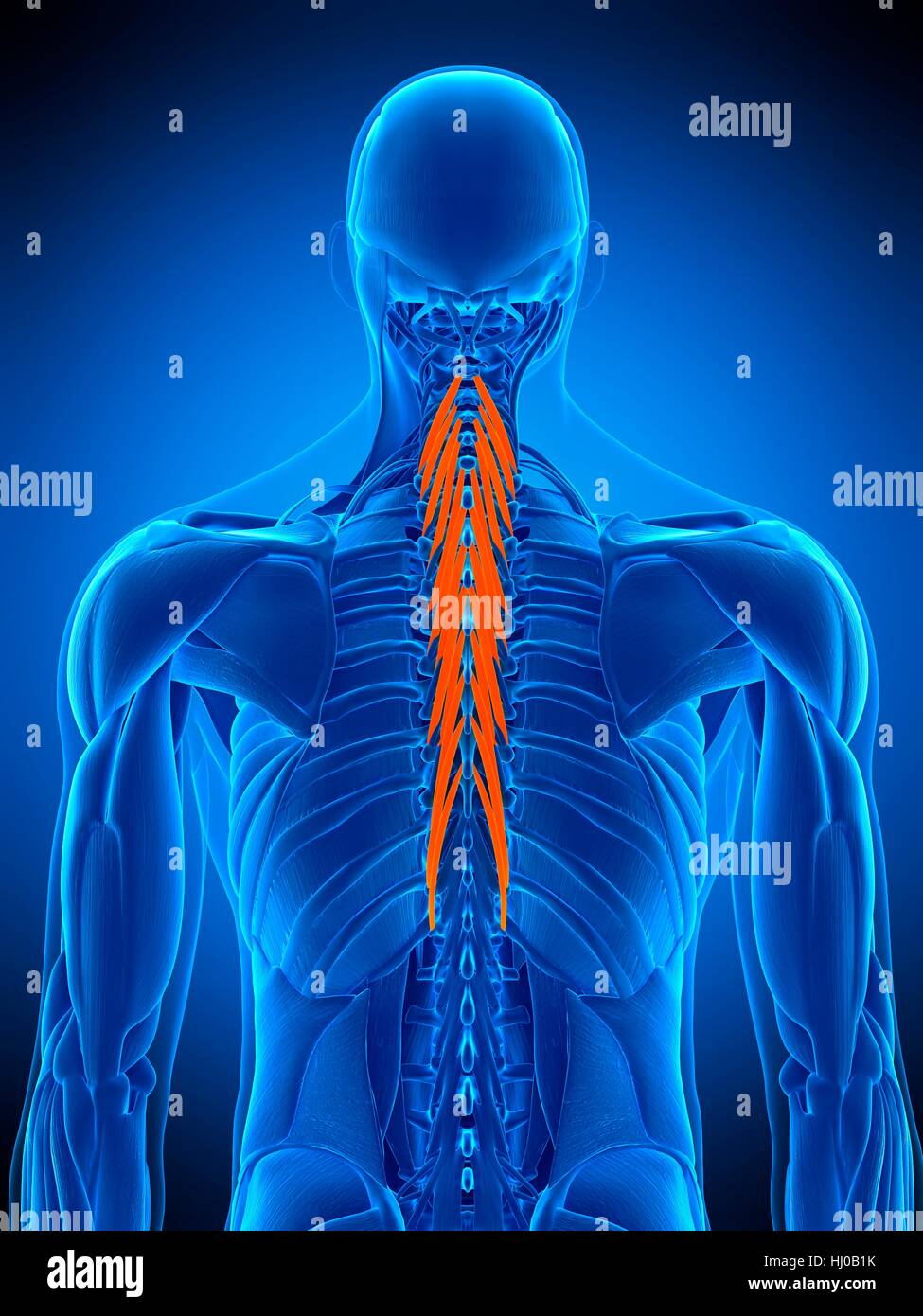 Illustration du semispinalis muscle thoracique Photo Stock - Alamy