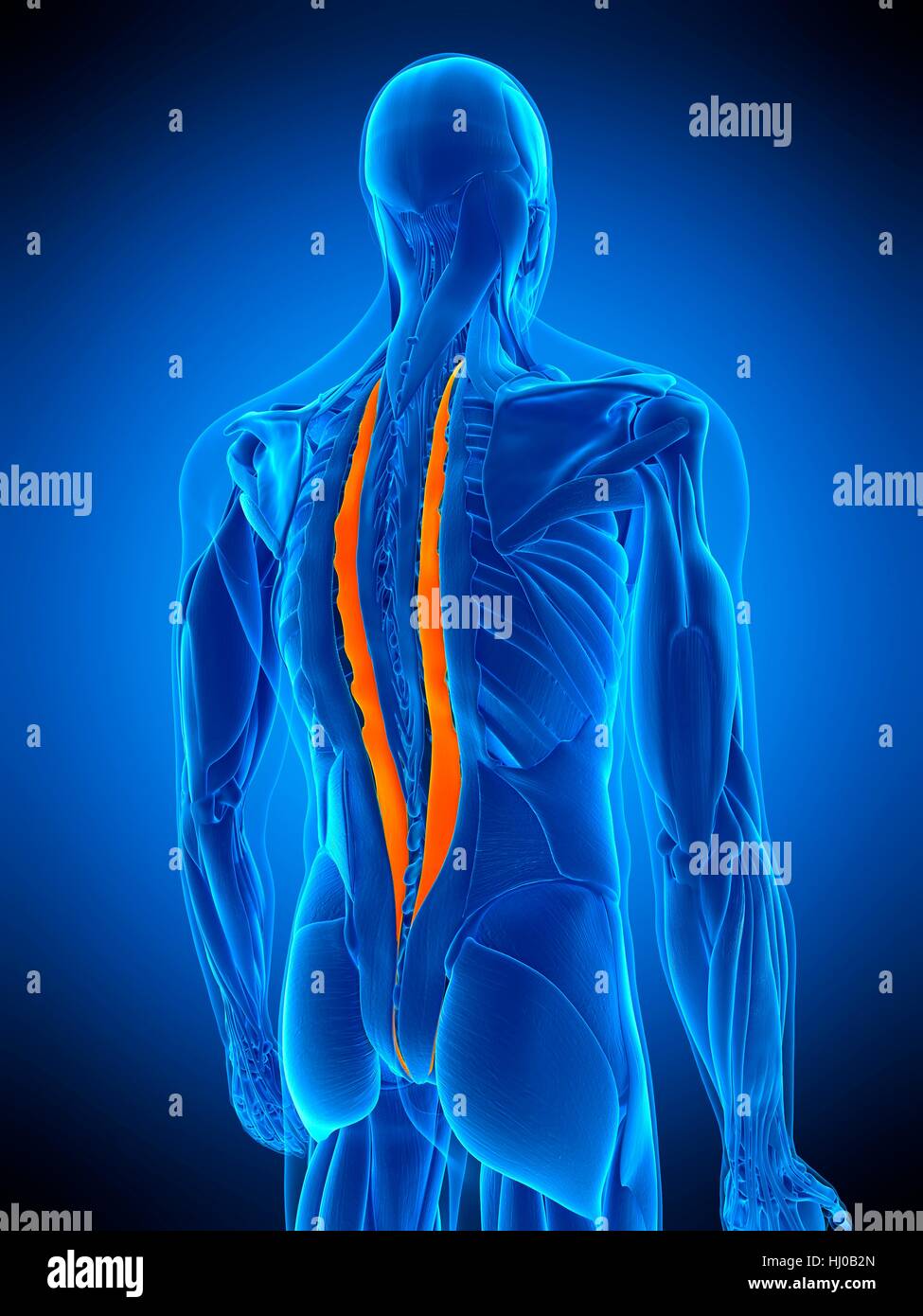 Musculature thoracique Banque de photographies et d’images à haute ...
