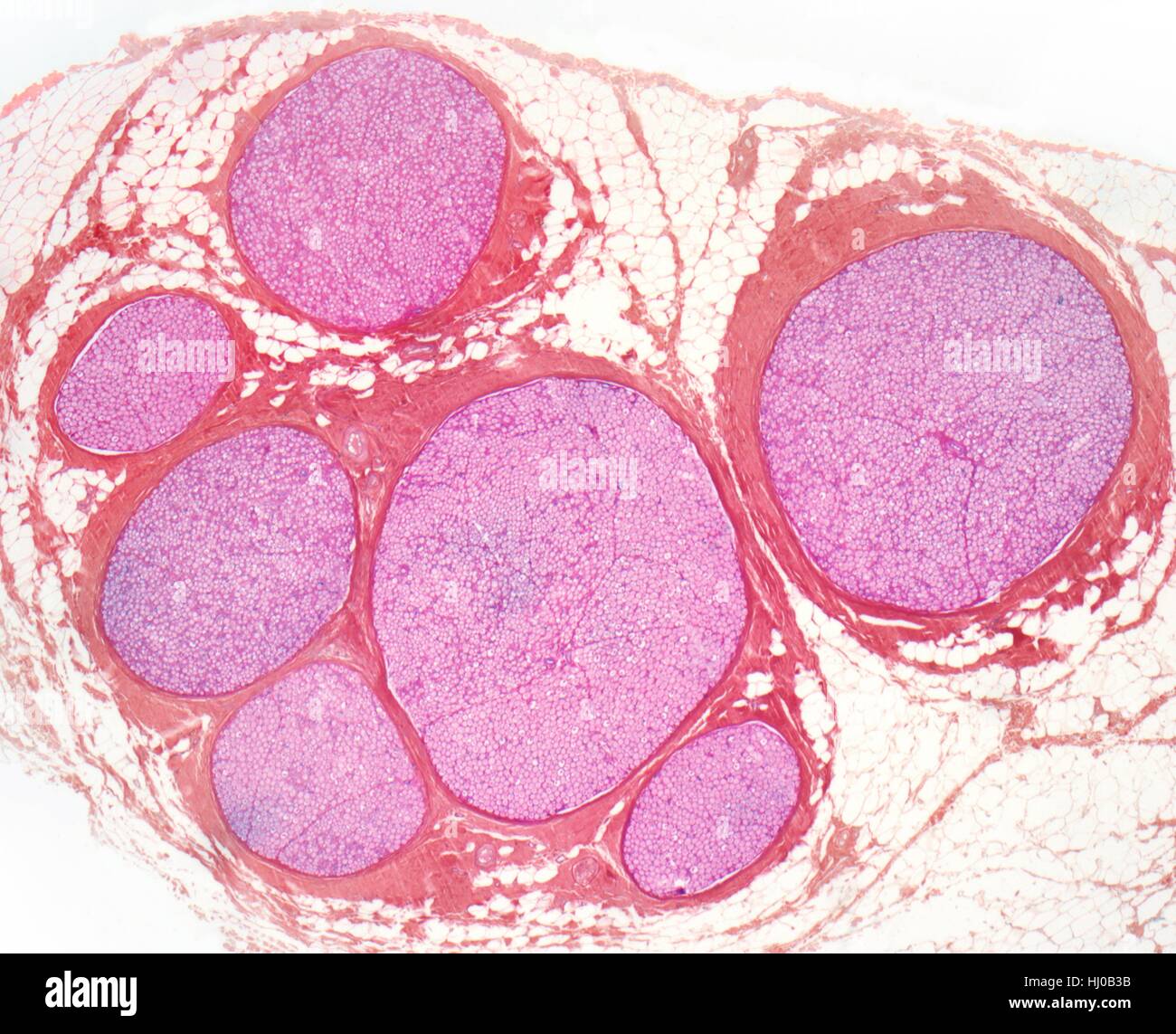 Les fibres nerveuses. La lumière microphotographie (LM) d'une section ...