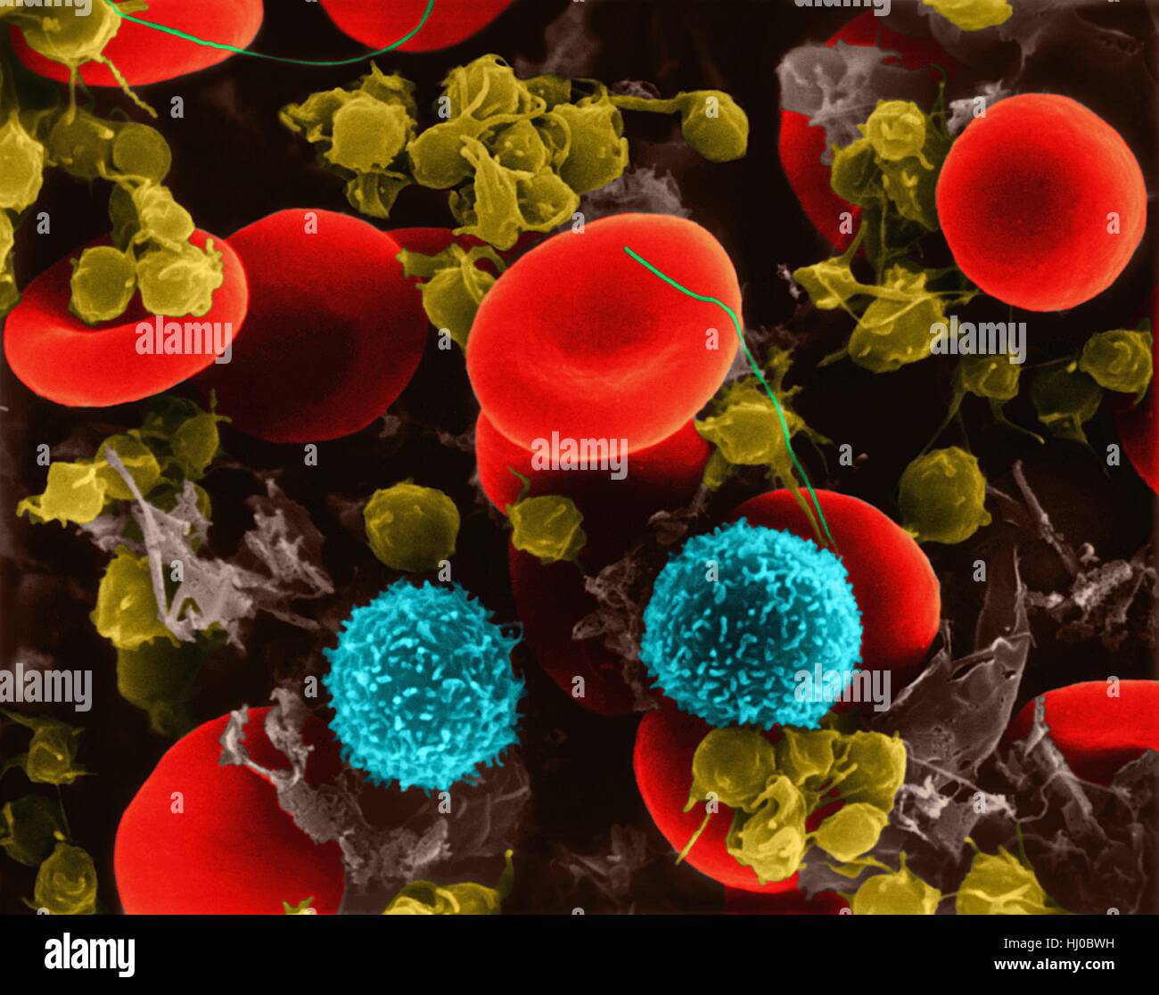 Les globules rouges humains,deux plaquettes lymphocytes T composite ...