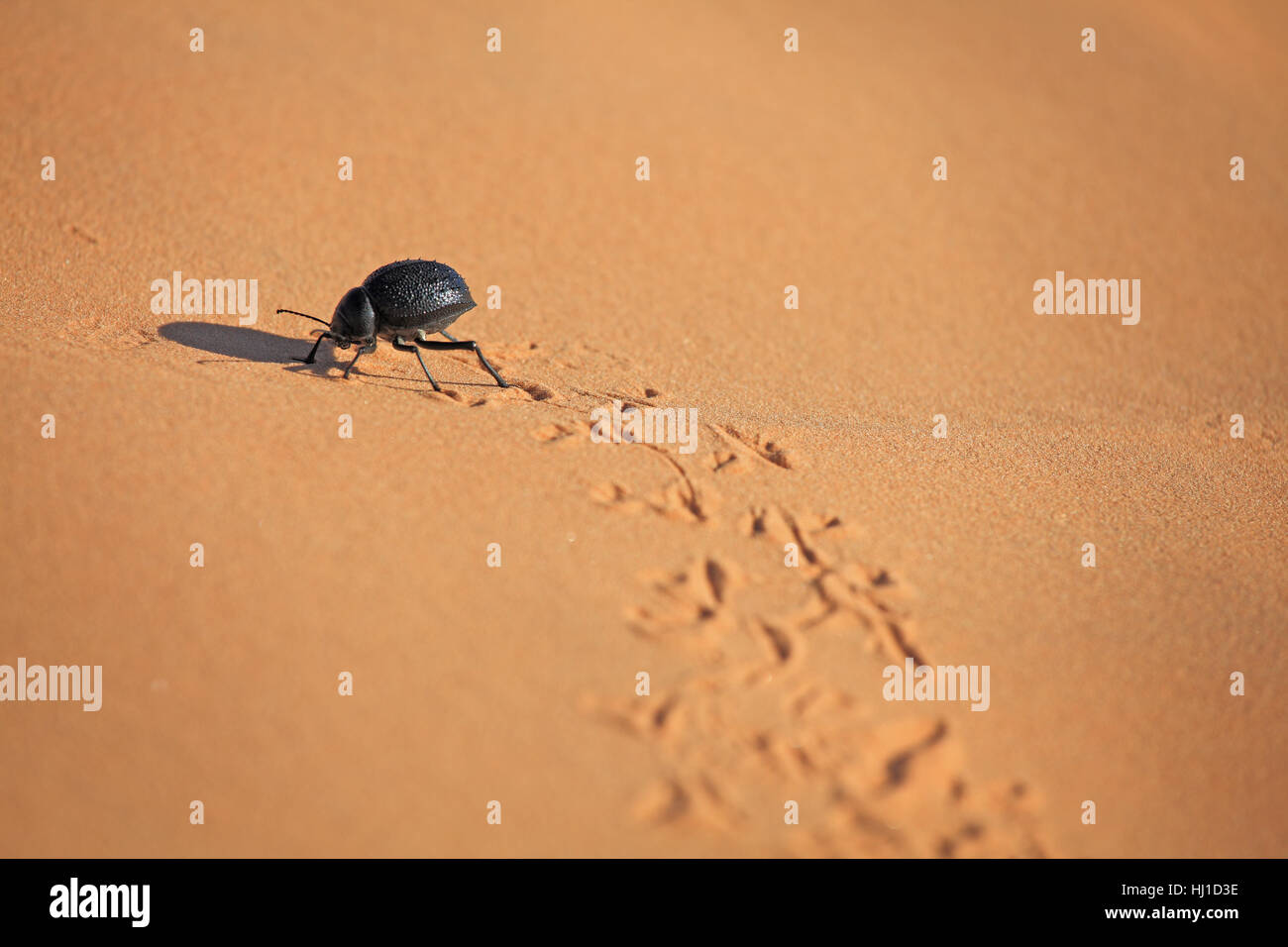 Sahara beetle Banque de photographies et d’images à haute résolution ...