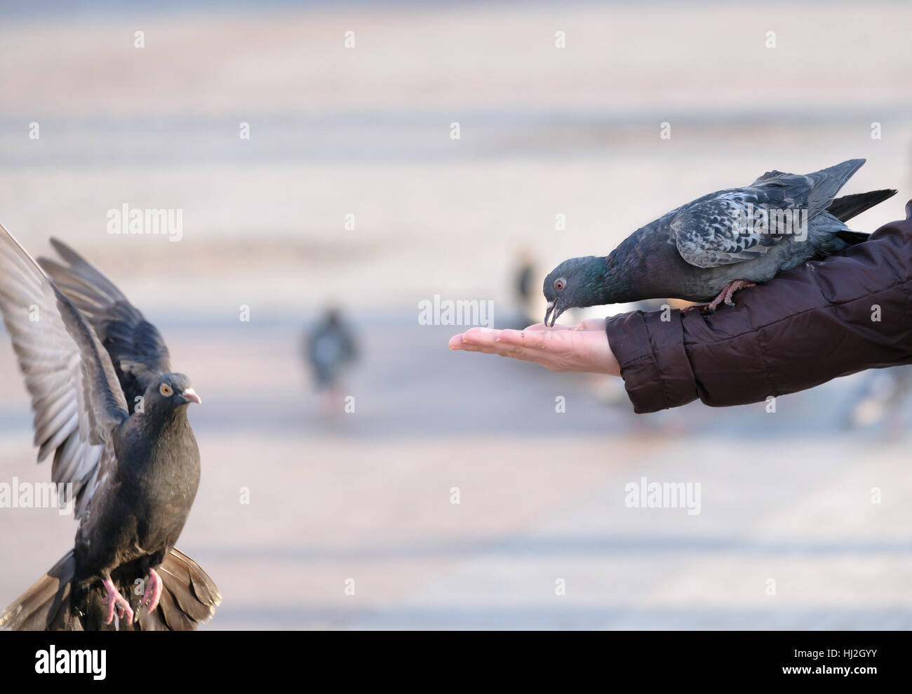 Pigeons mangeant de la main Banque de photographies et d’images à haute ...