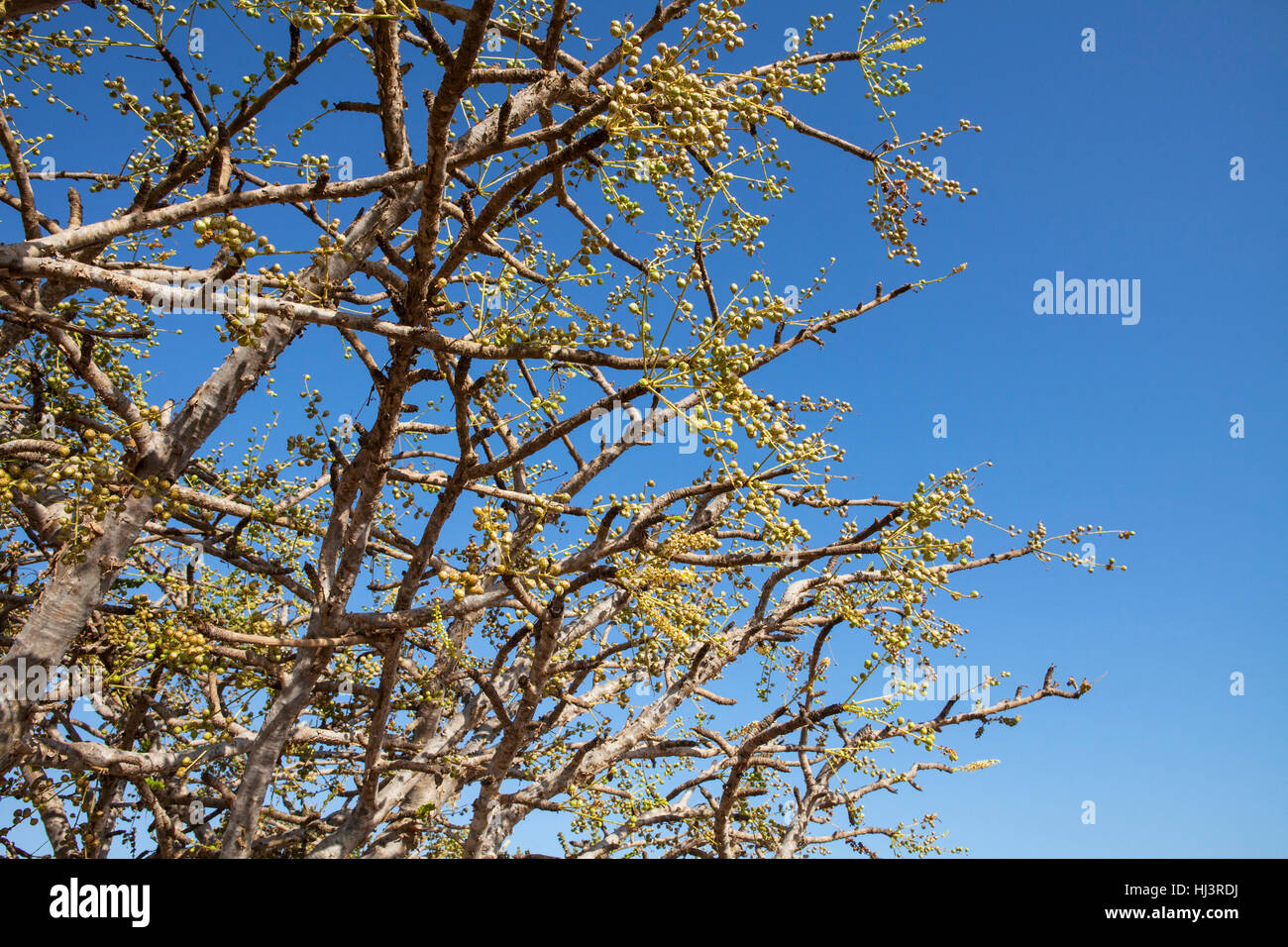 Incense tree boswellia Banque de photographies et d’images à haute ...