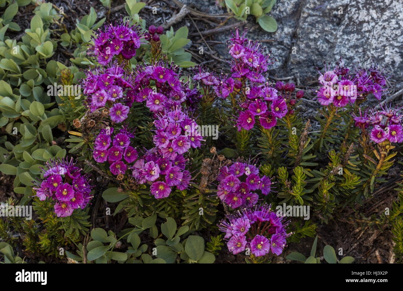 Phyllodoce breweri Banque de photographies et d’images à haute ...