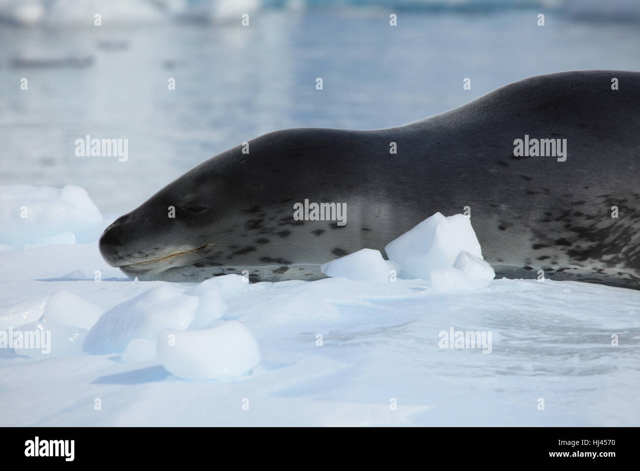 Leopards teeth mouth Banque de photographies et d’images à haute ...