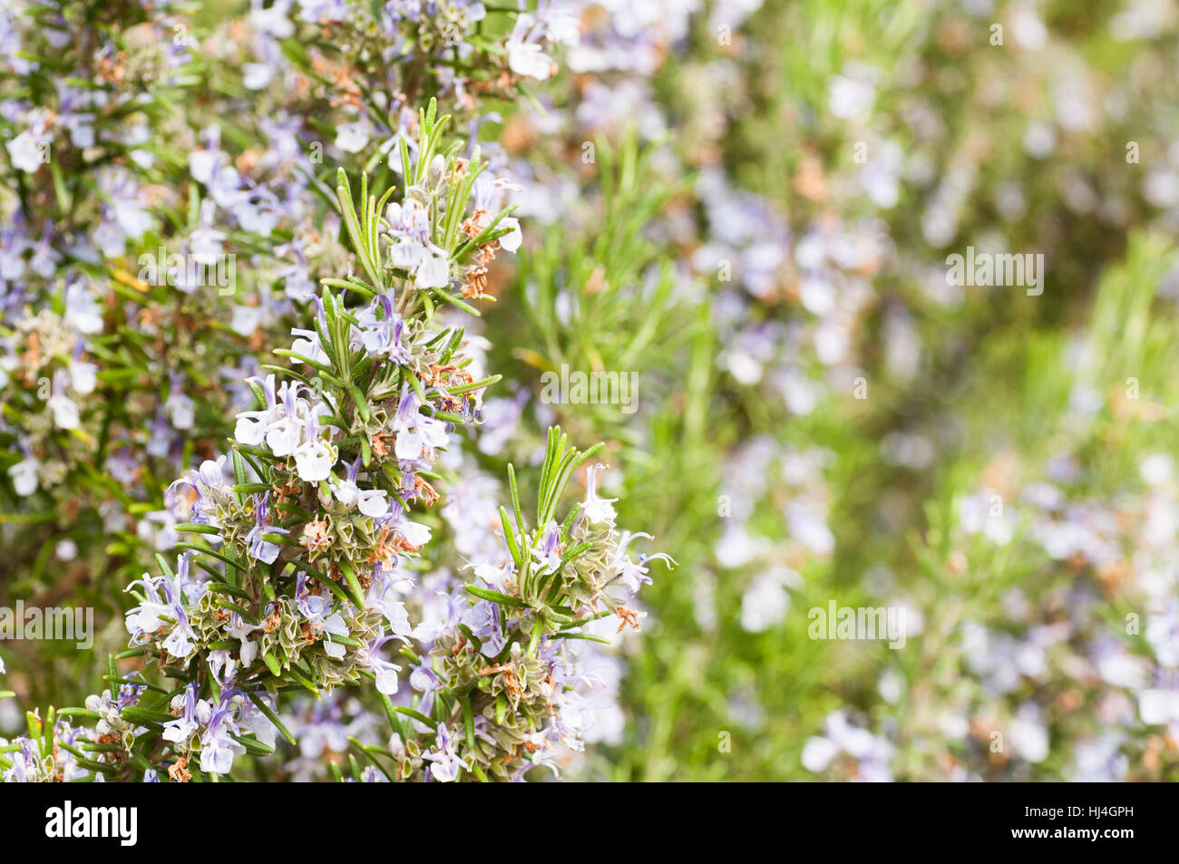Plante de romarin en fleurs Banque de photographies et d’images à haute ...
