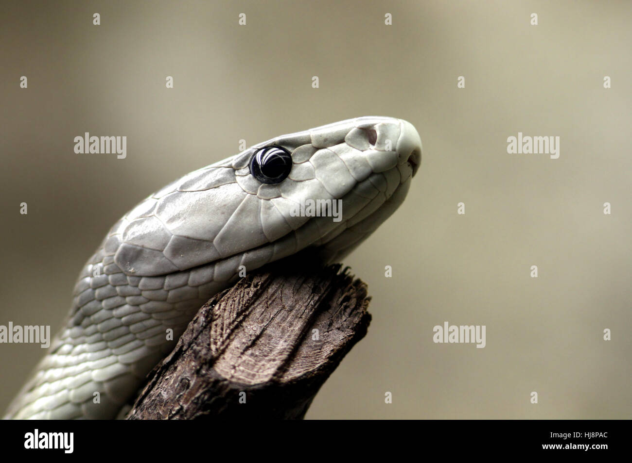 Les animaux, serpent, serpent, serpent venimeux, les serpents venimeux ...