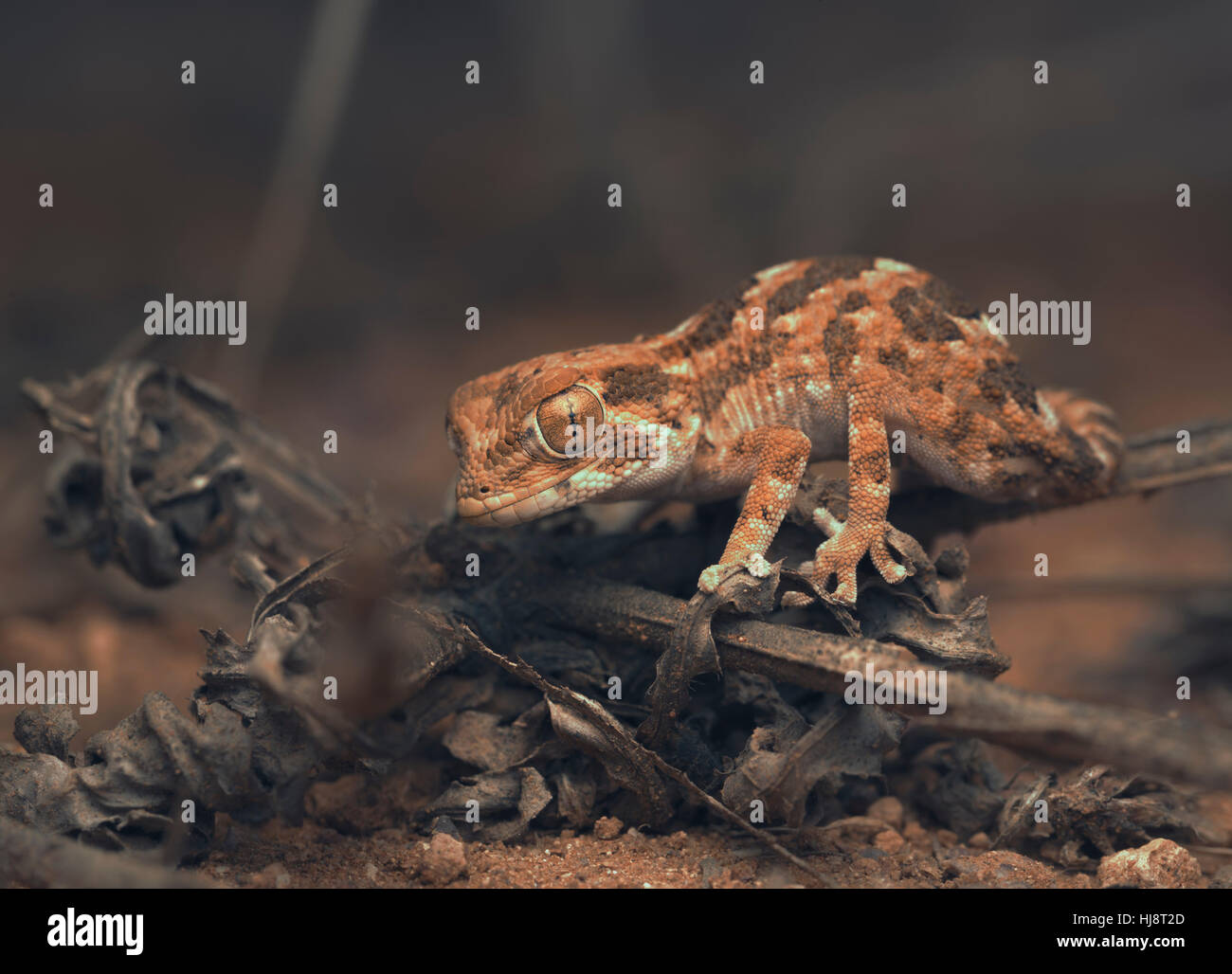 Sidi ifni Banque de photographies et d’images à haute résolution - Alamy