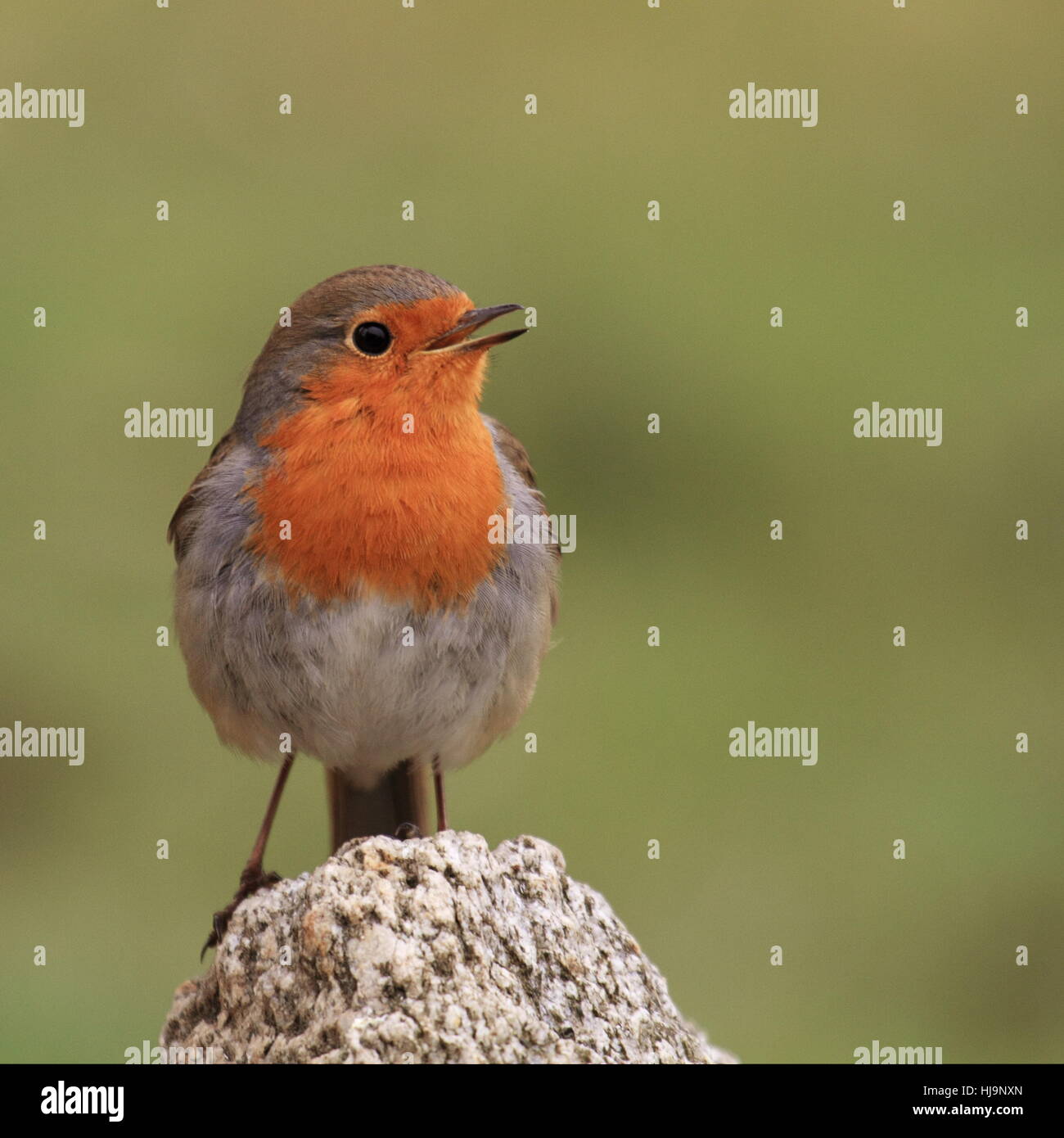 Jardin, oiseau, insectes, oiseaux, faune, jardins, chant-bird, goglu ...