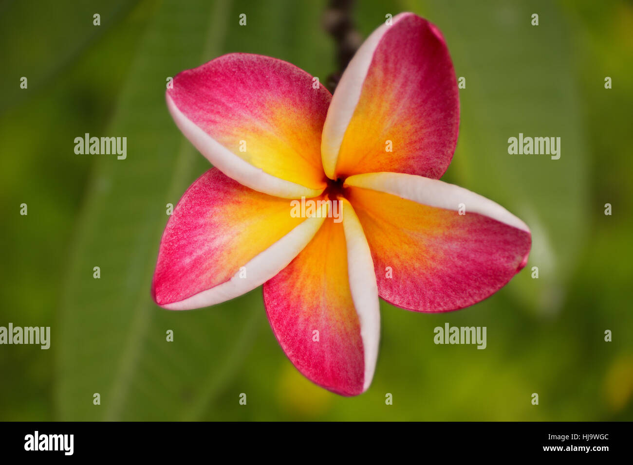 Plumeria tree Banque de photographies et d’images à haute résolution - Alamy