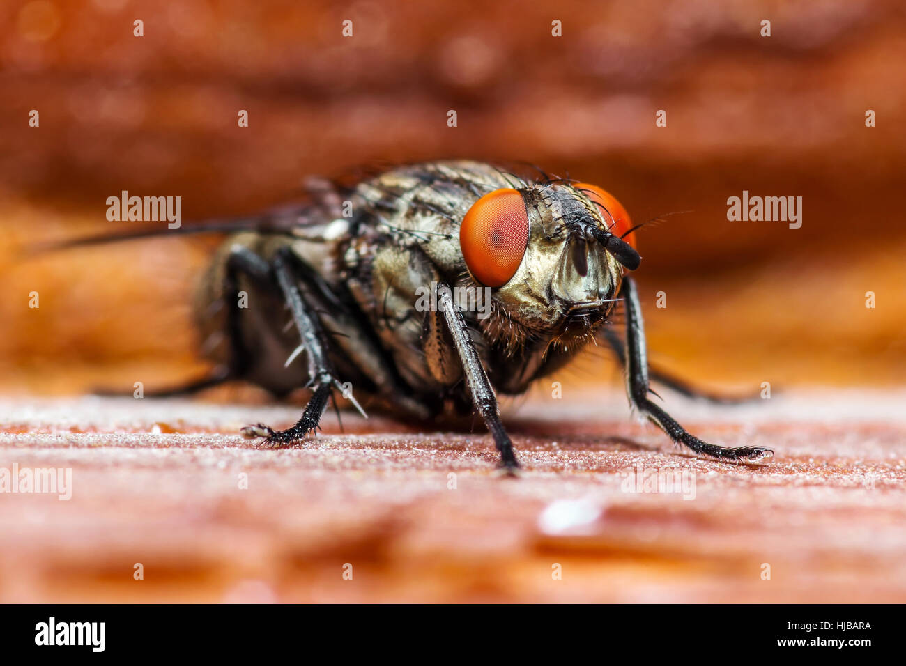 Insecte terrifiant Banque de photographies et d’images à haute ...
