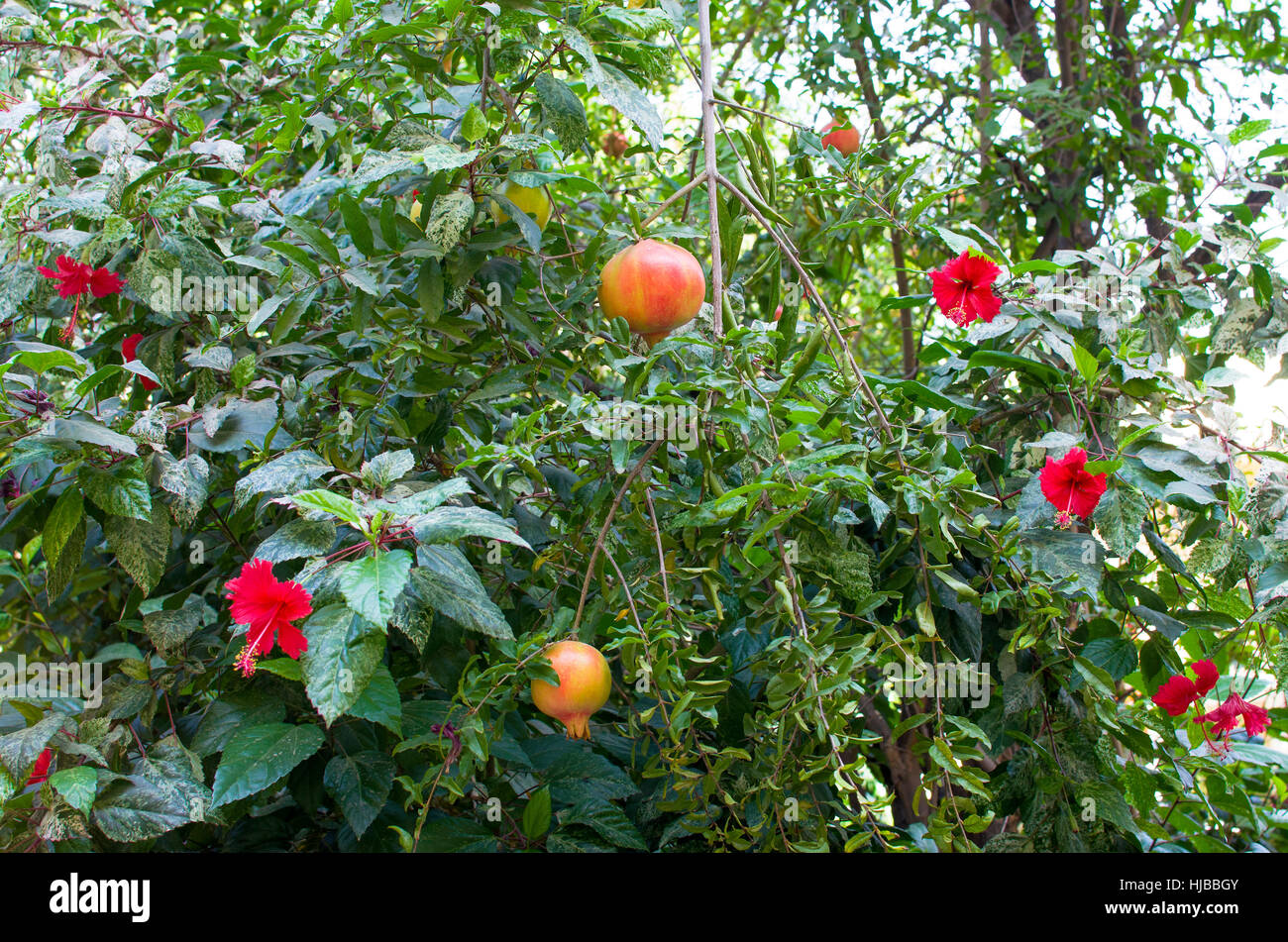 Paysage de la nature d'un arbre fruitier, de grenades, de paysage, de ...