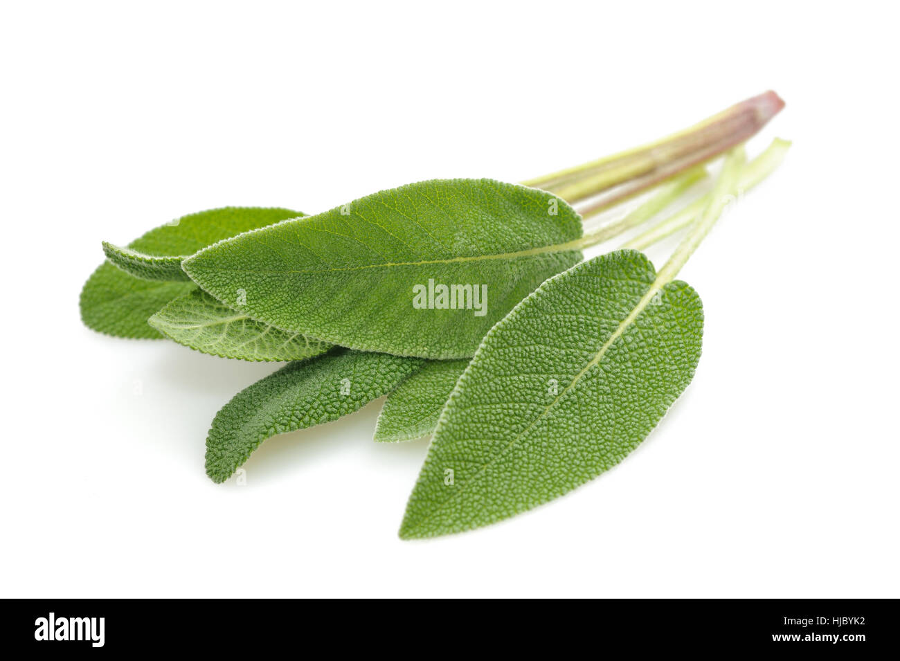 Sauge salvia officinalis Banque d'images détourées - Alamy