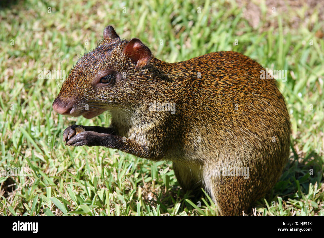 La faune, les rongeurs, le Mexique, des animaux, des mammifères, faune ...