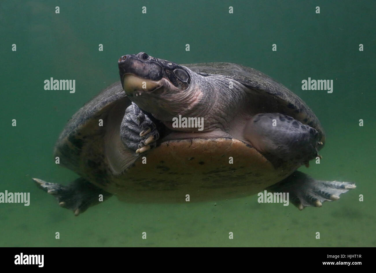Giant river turtle Banque de photographies et d’images à haute ...