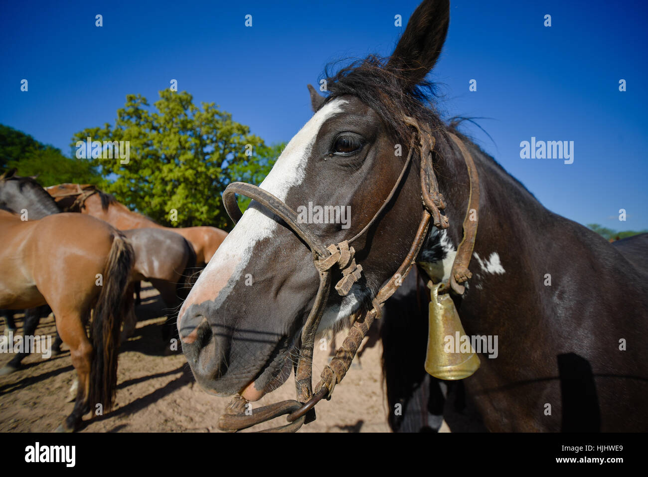 Cheval brun Banque de photographies et d’images à haute résolution - Alamy