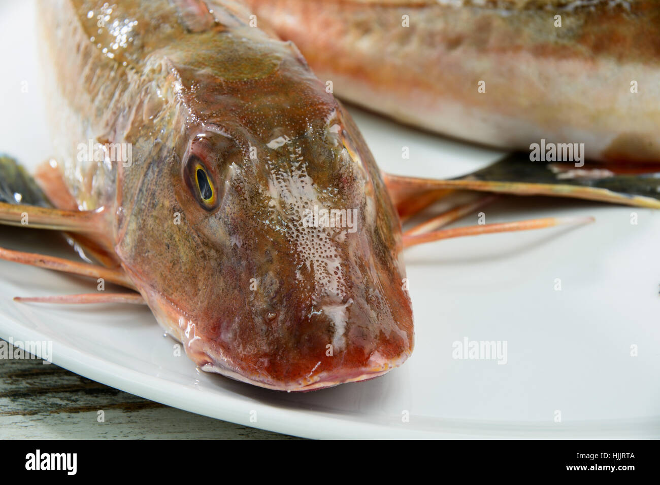 Grondin gris Banque de photographies et d’images à haute résolution - Alamy