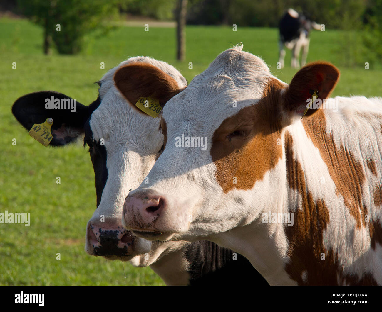 L'élevage, de bovins, vaches, chemin, nature, arbre, arbres, d'animaux ...