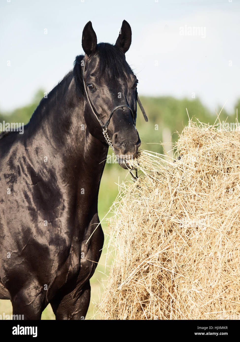 Cheval noir Banque de photographies et d’images à haute résolution - Alamy